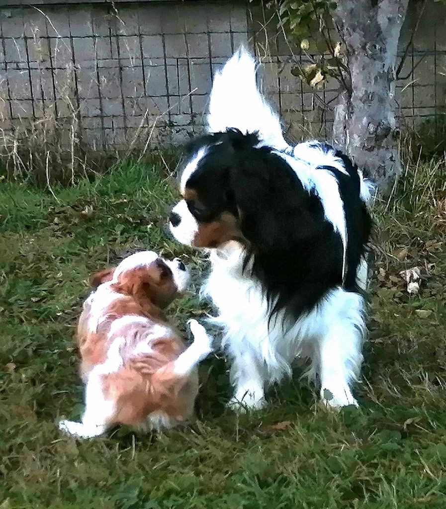 Accueil - Elevage D'Ez Mortes Terres - eleveur de chiens Cavalier King ...